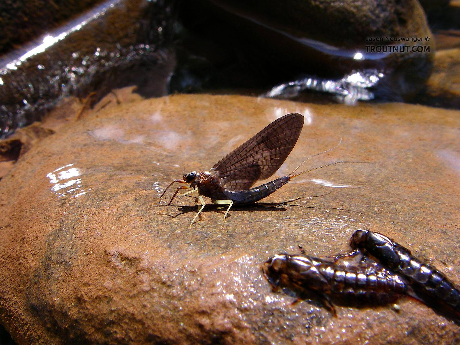 An Isonychia Nymph Emerging