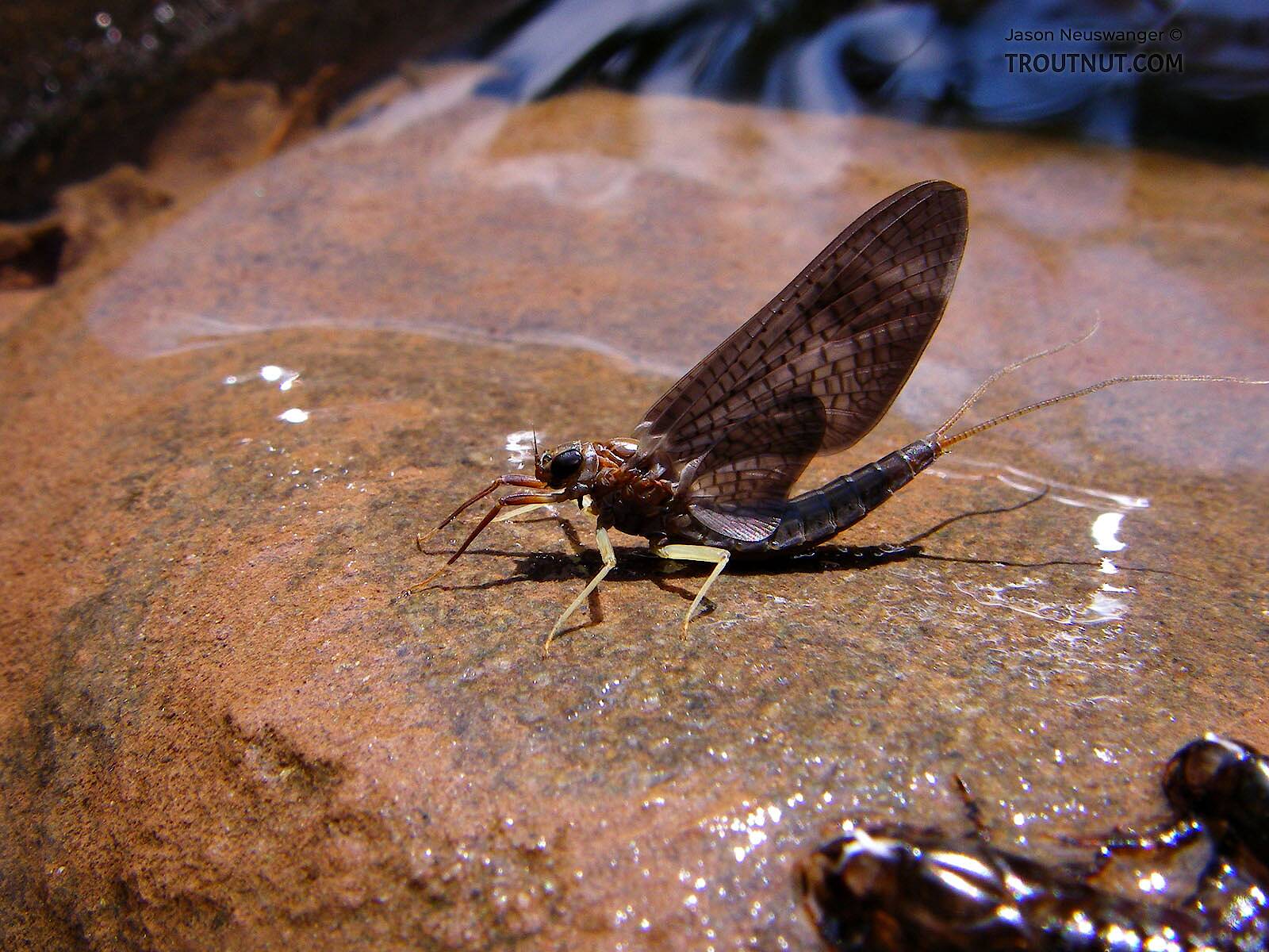 An Isonychia Nymph Emerging