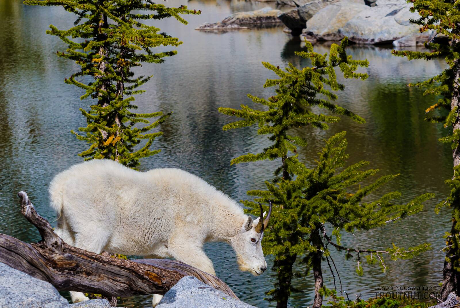 Troutnut's Nature Pictures