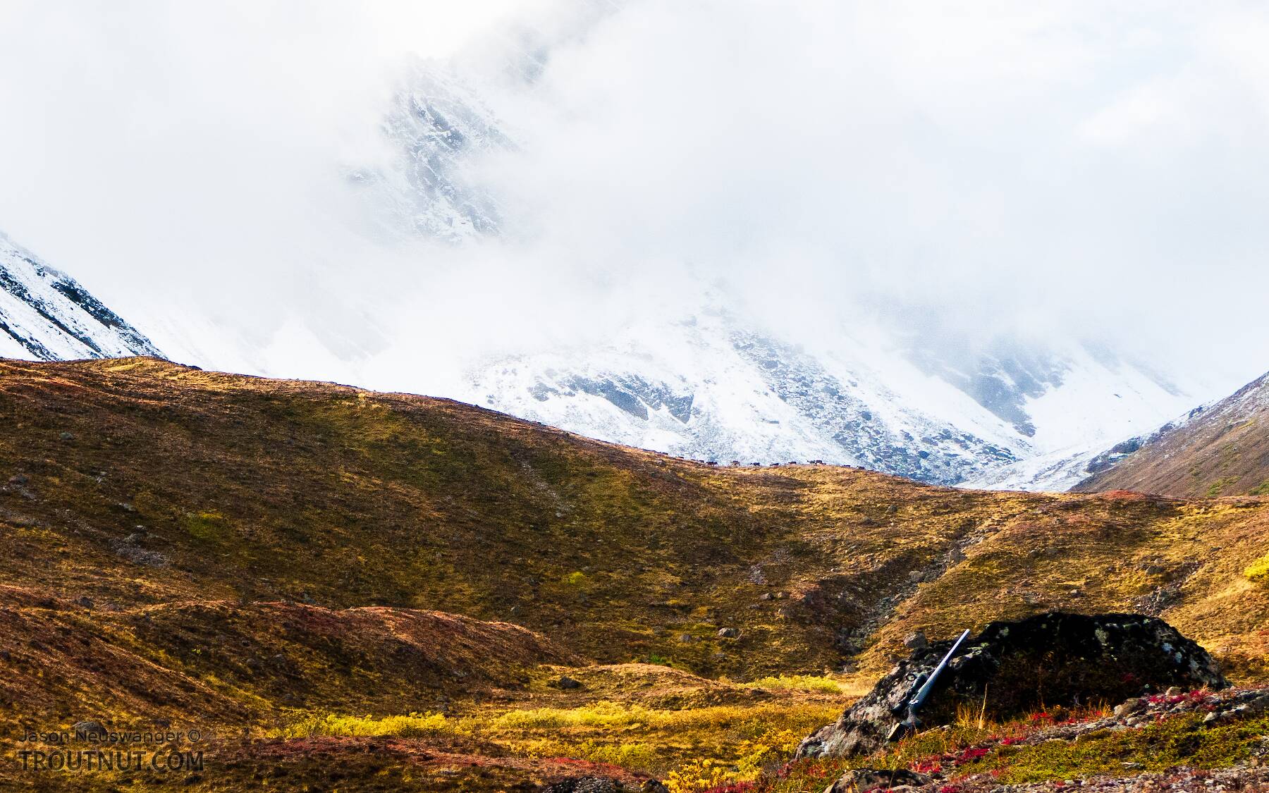 Troutnut's Best Wildlife Photography