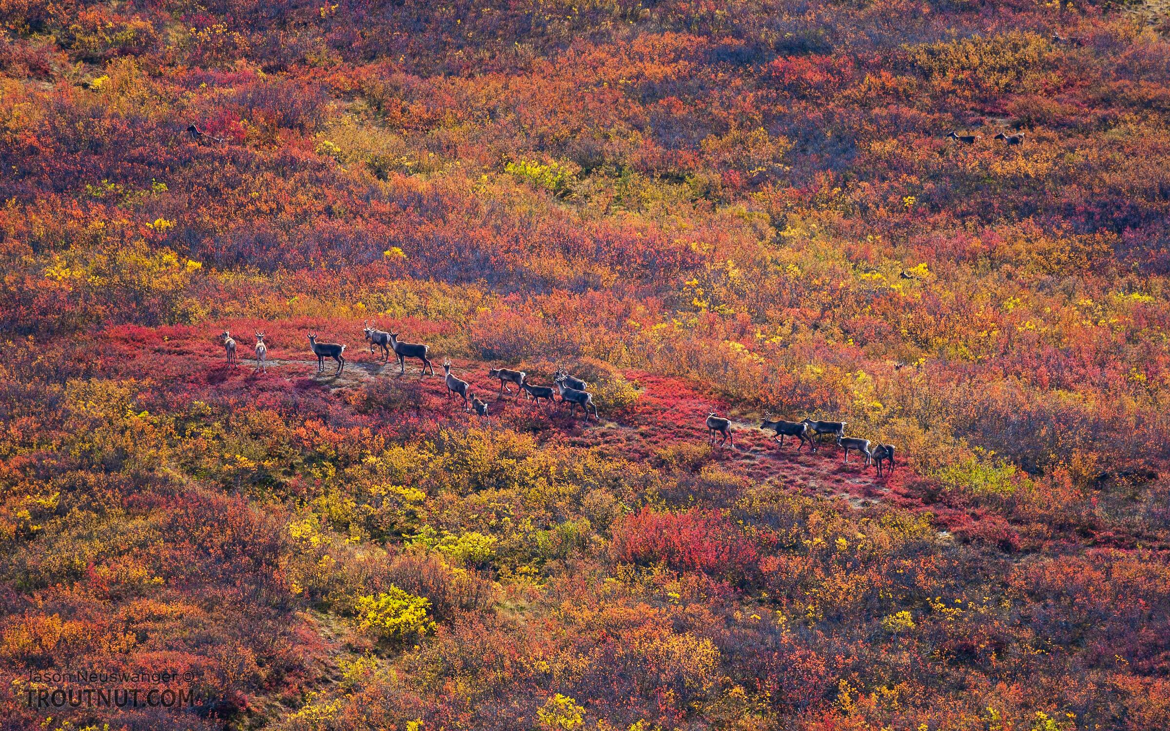 Troutnut's Best Wildlife Photography