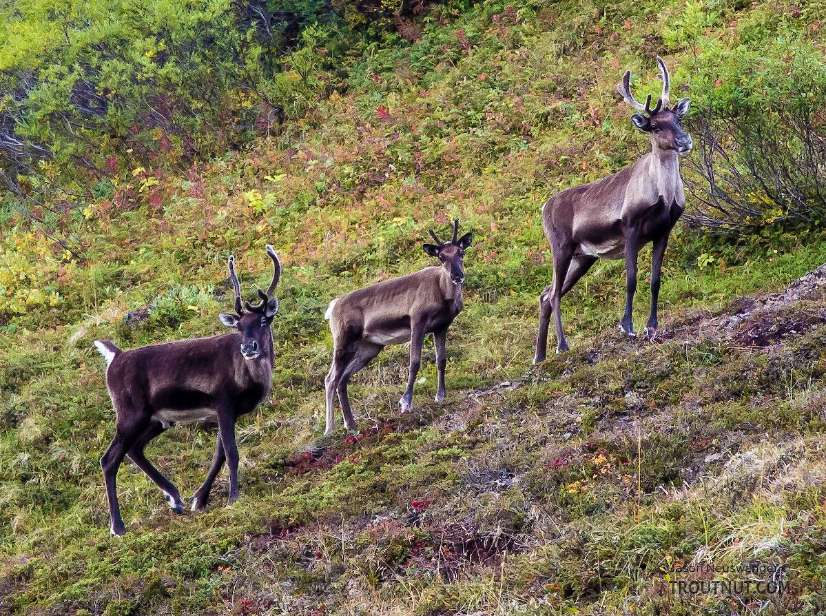 2014 Caribou Hunt - Dad's account
