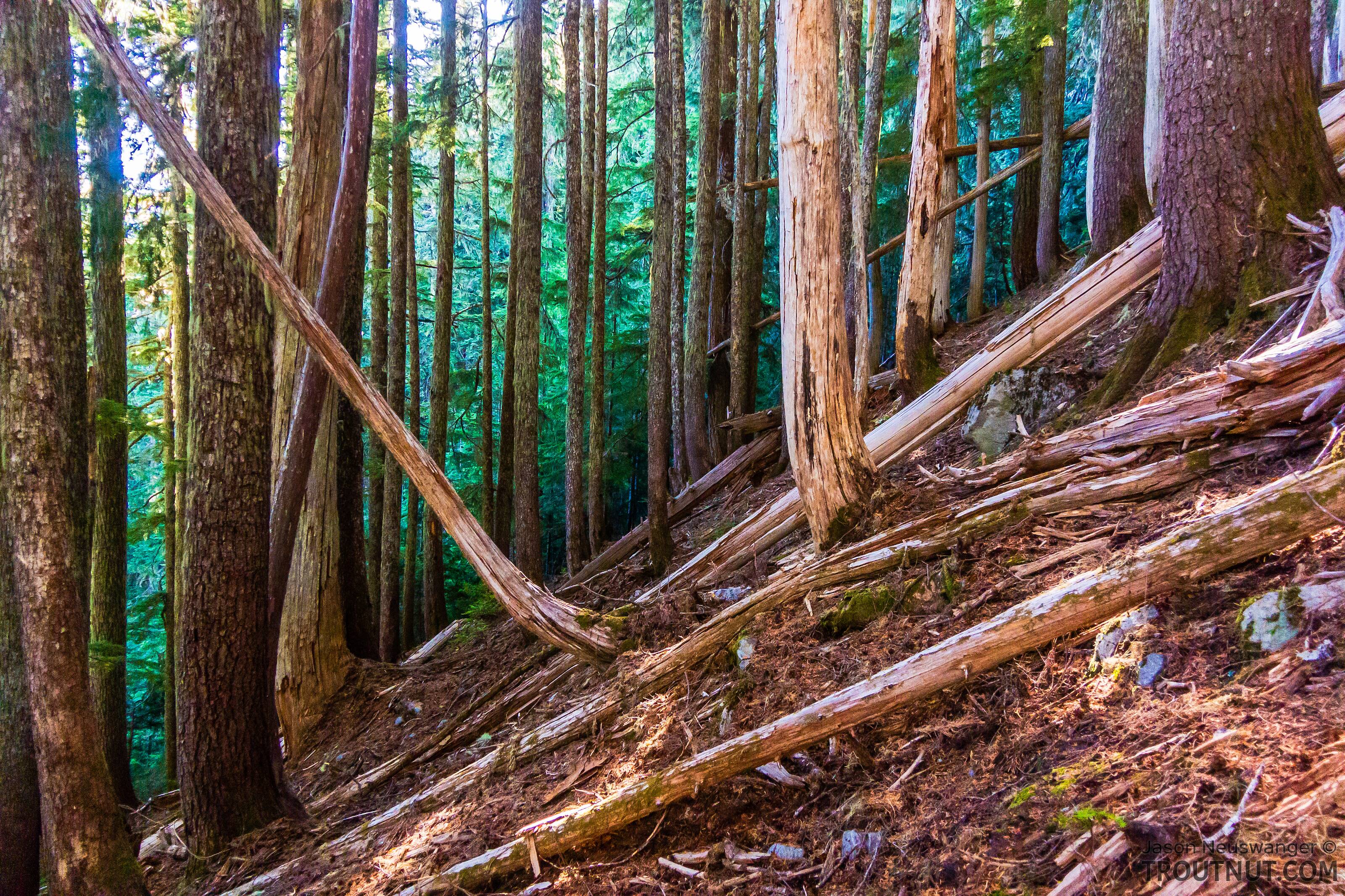 Troutnut's Nature Pictures, Page 9