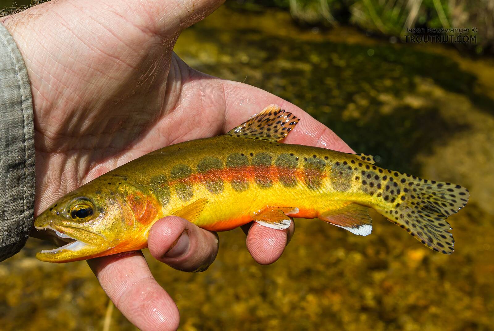 Troutnut's Best Pictures of Trout, Salmon, and Grayling