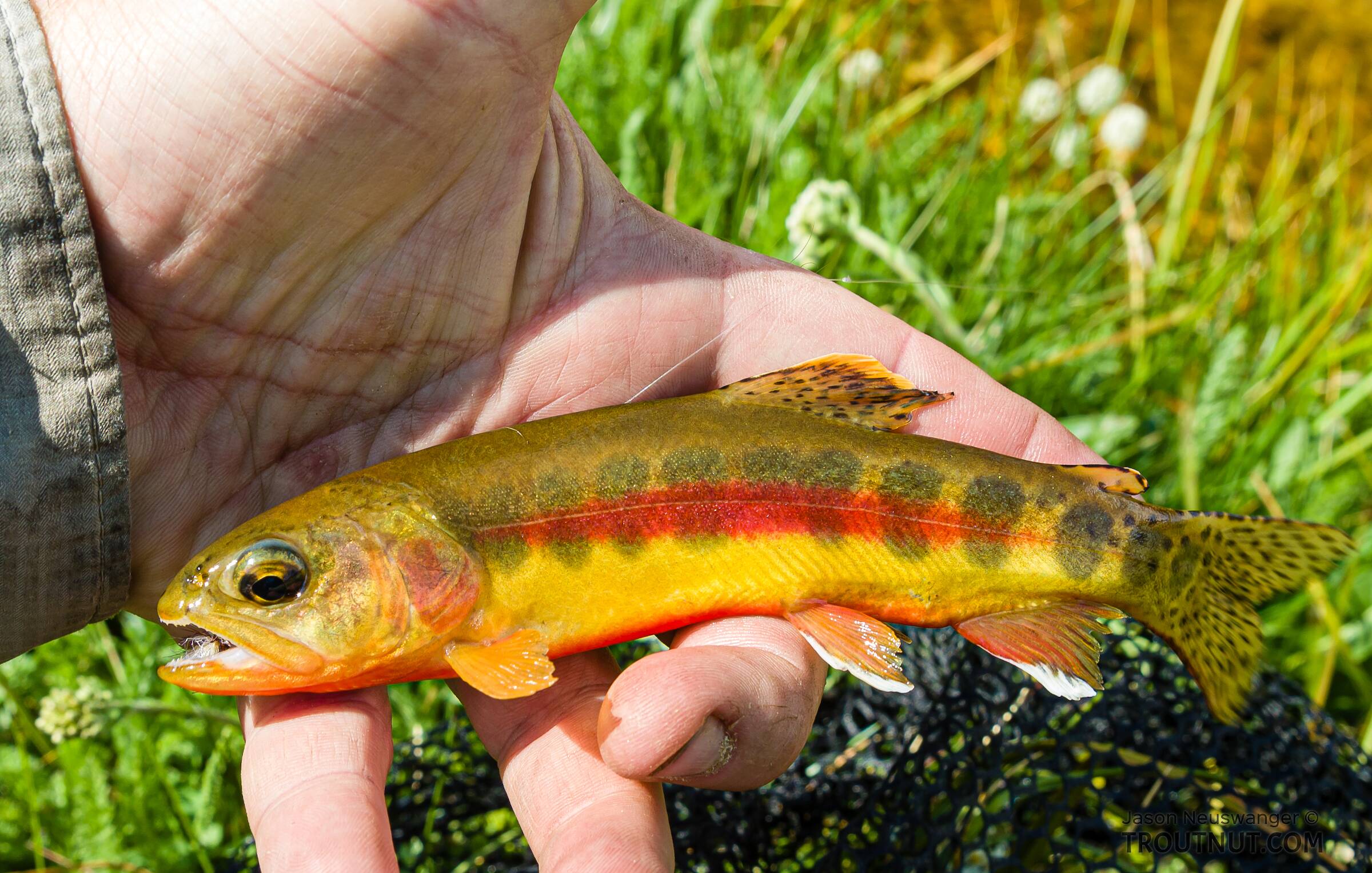Troutnut: Fly Fishing and Hatch Knowledge, Photos, and Discussions