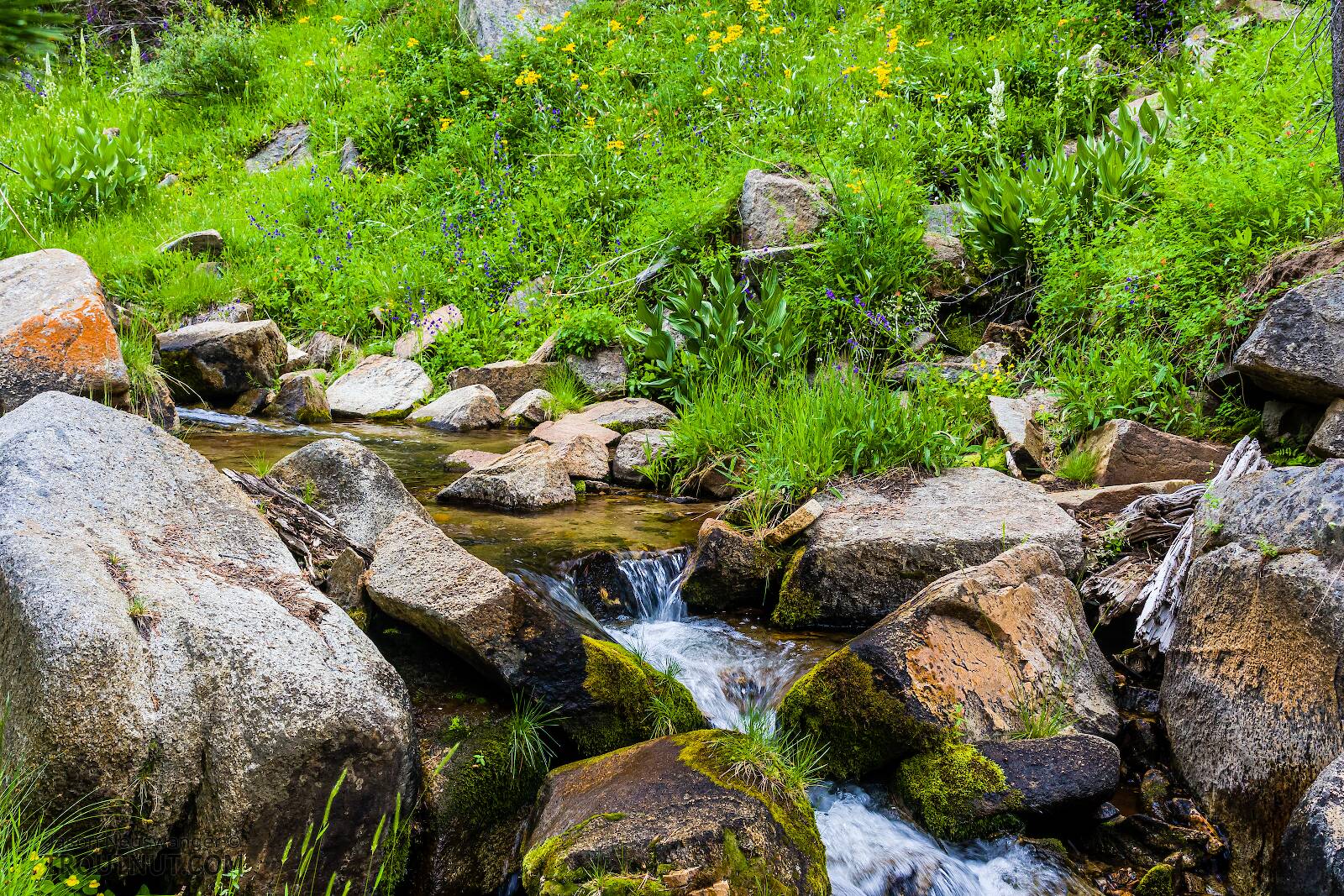 Day 5: Onward to Mulkey Creek in Mulkey Meadow
