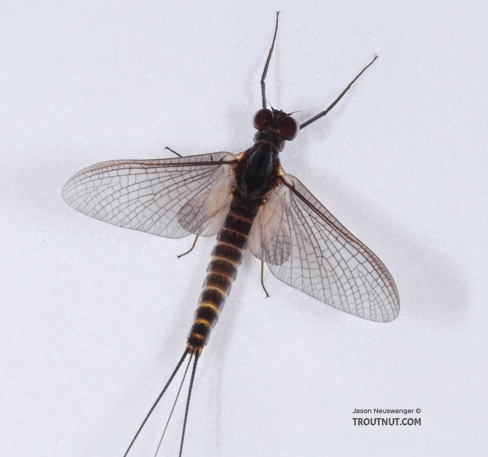 Mayfly Dun to Spinner Illustrated