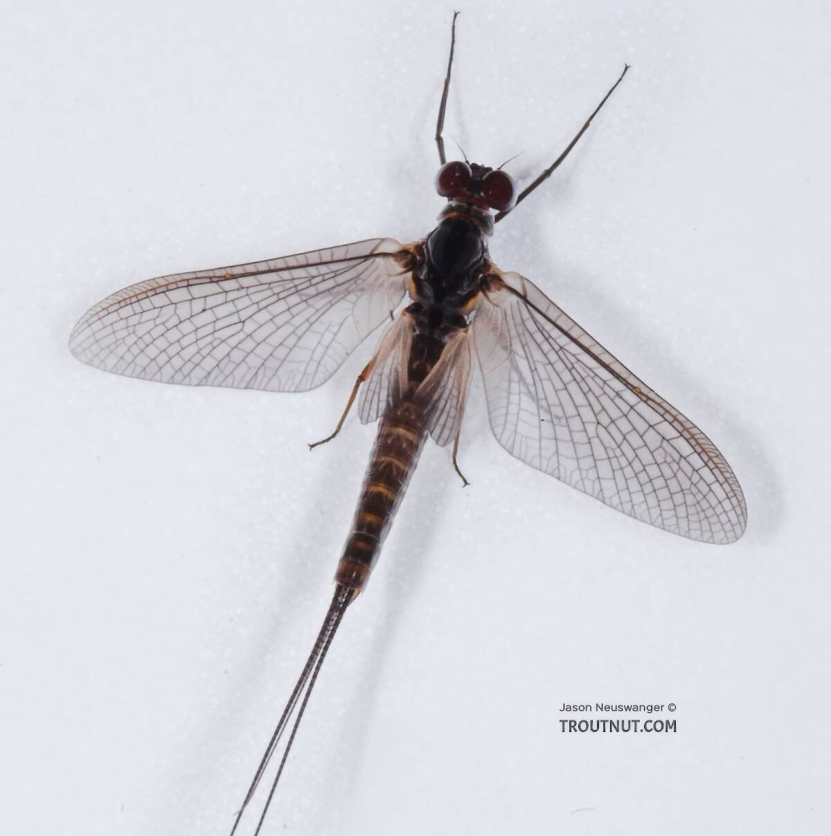 Mayfly Dun to Spinner Illustrated