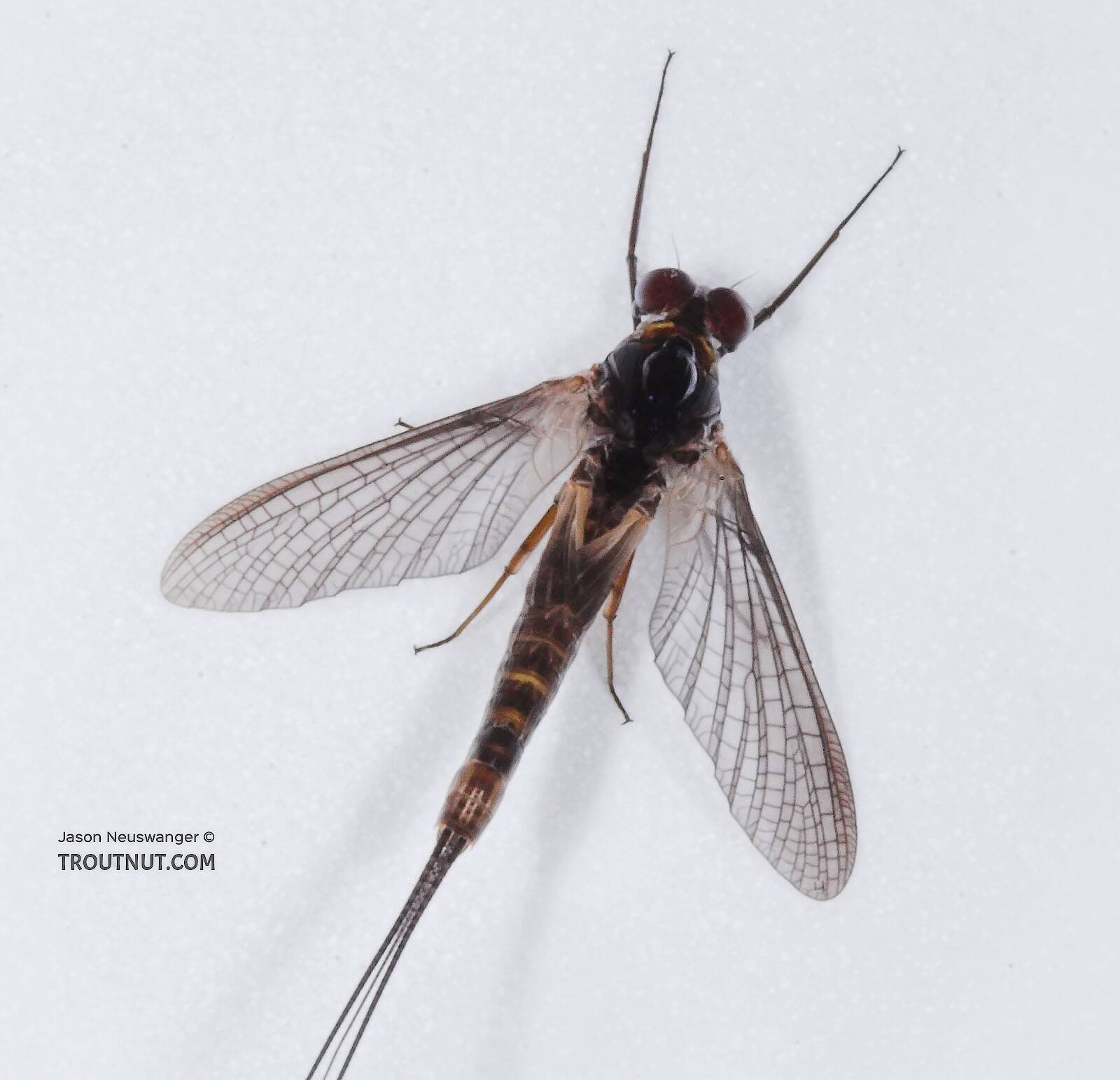 Mayfly Dun to Spinner Illustrated