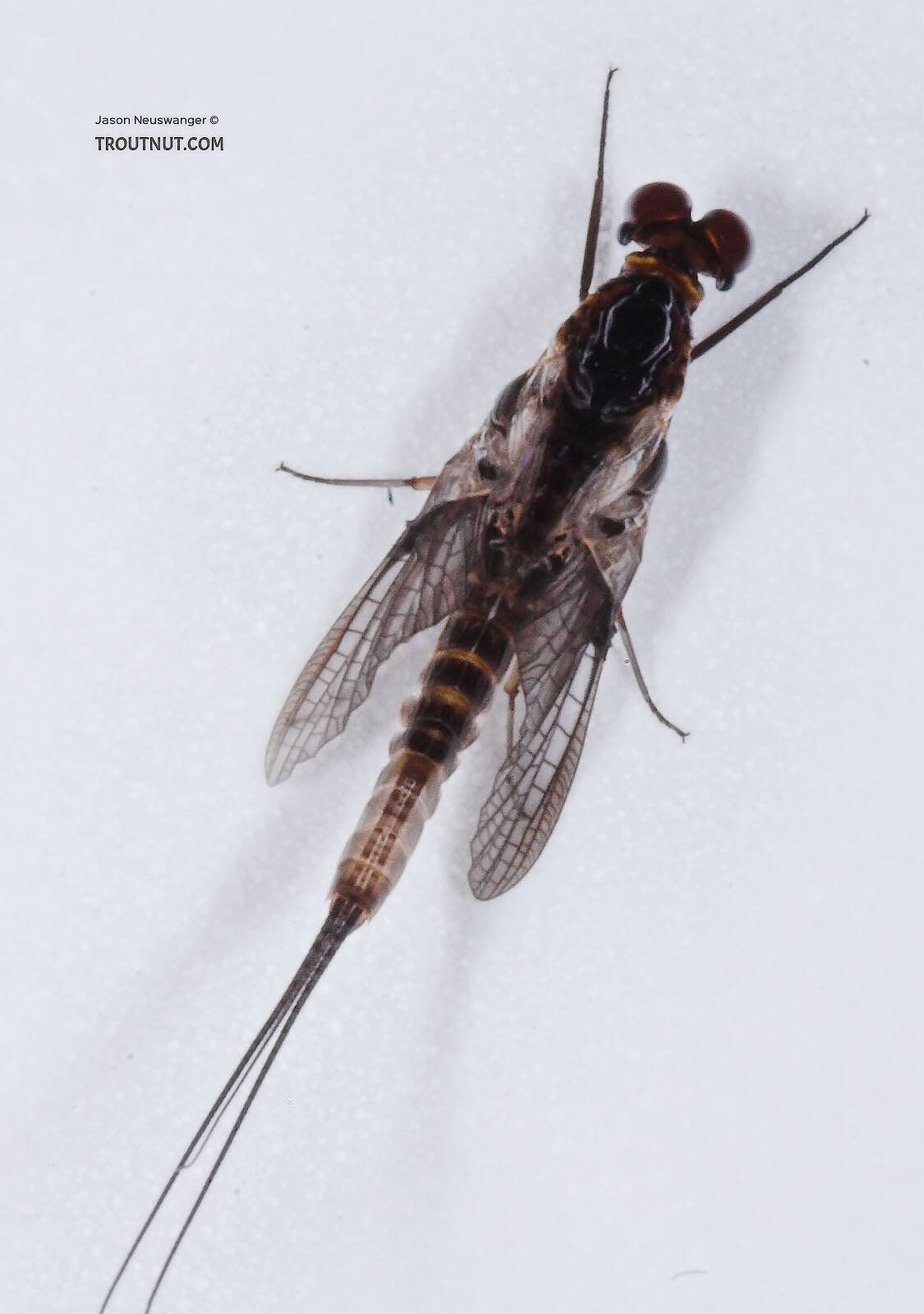 Mayfly Dun to Spinner Illustrated