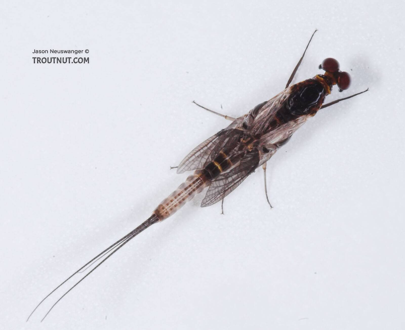 Mayfly Dun to Spinner Illustrated