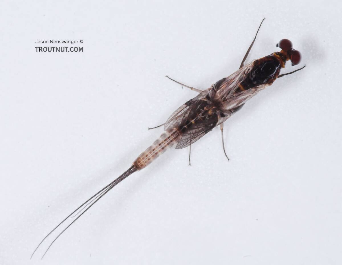 Mayfly Dun to Spinner Illustrated