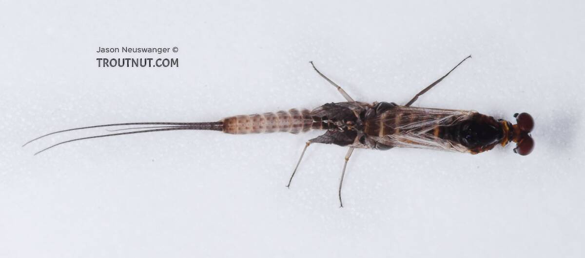 Mayfly Dun to Spinner Illustrated