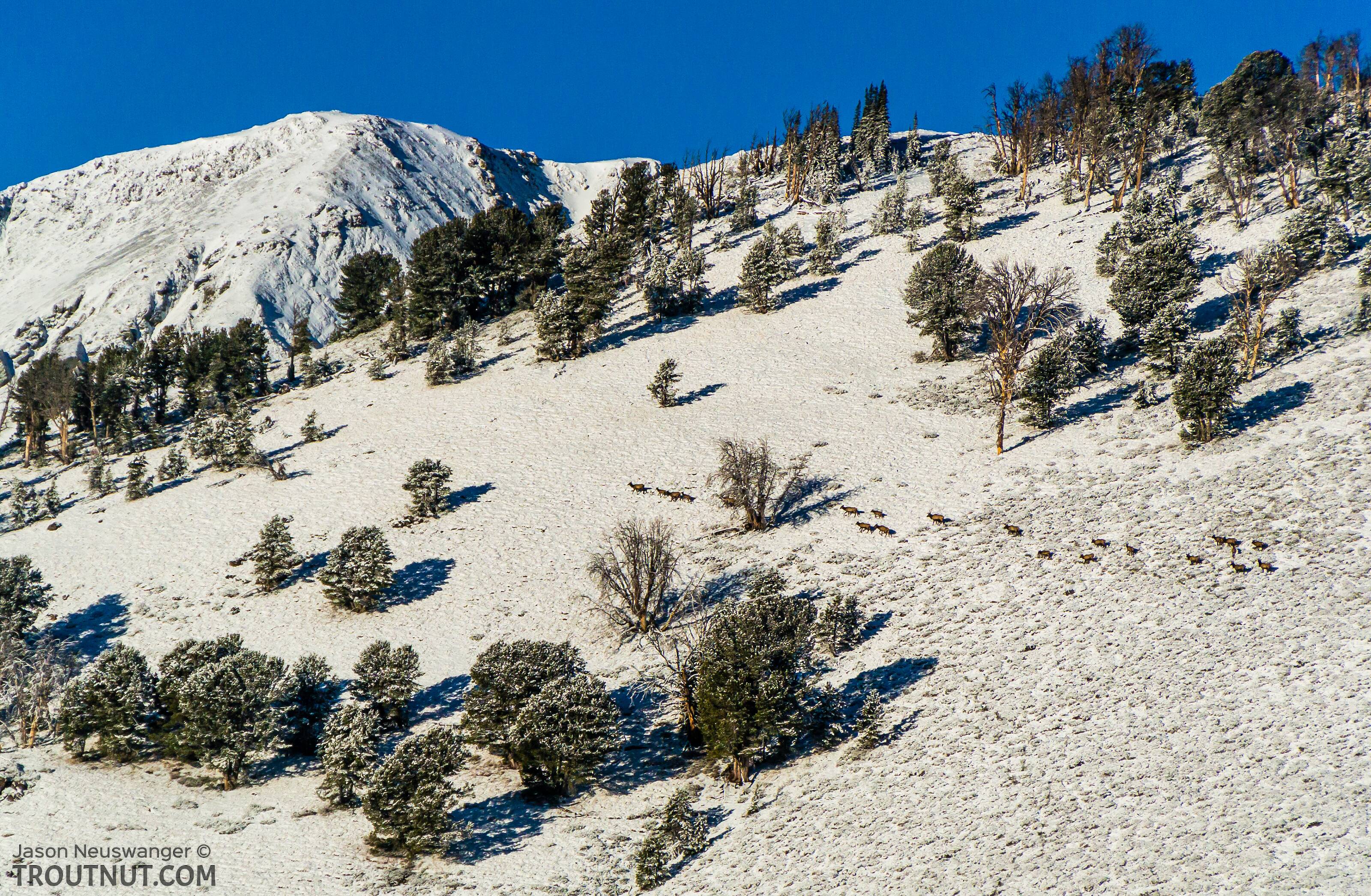 Troutnut's Best Wildlife Photography