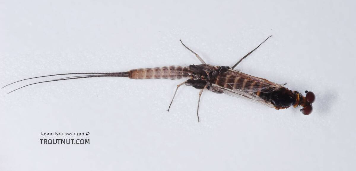 Mayfly Dun to Spinner Illustrated