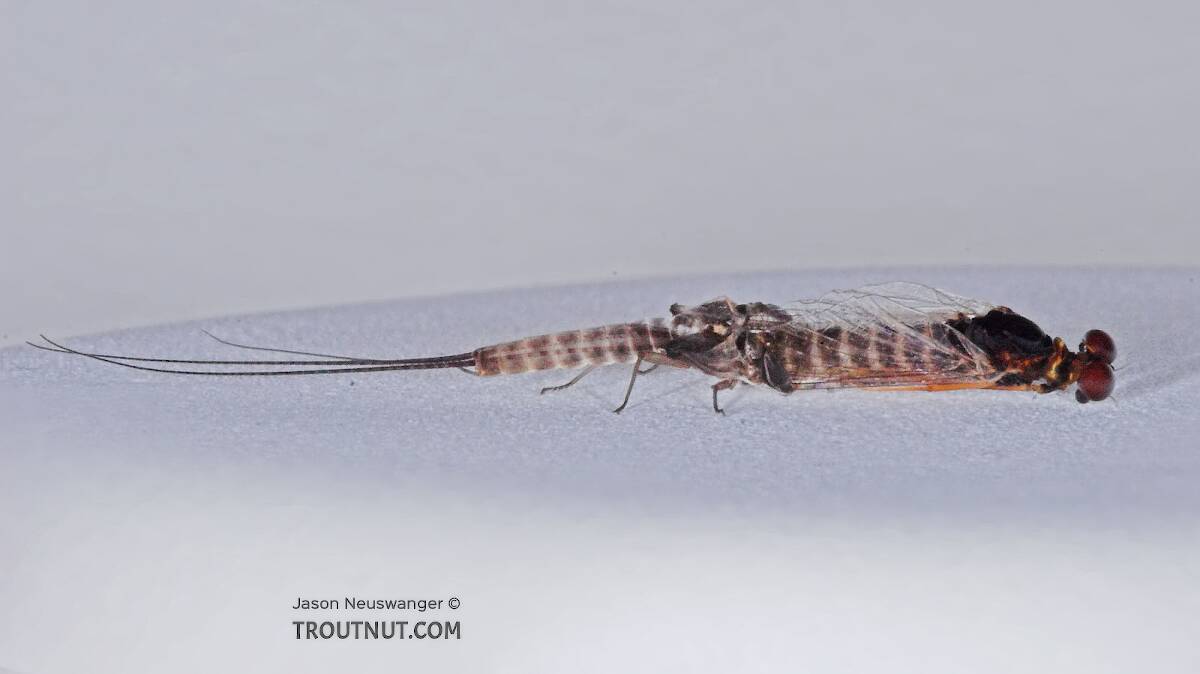 Mayfly Dun to Spinner Illustrated