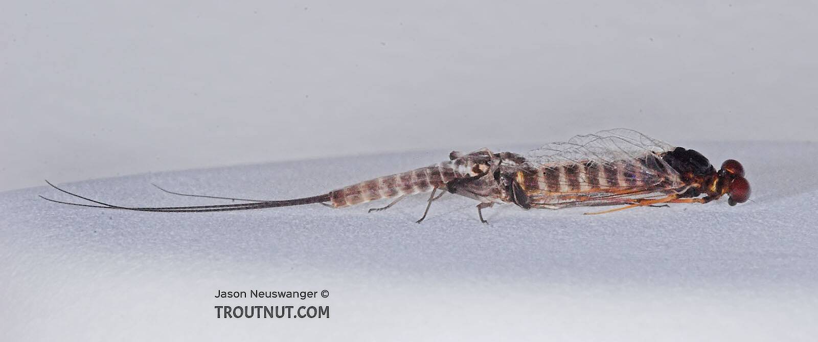 Mayfly Dun to Spinner Illustrated