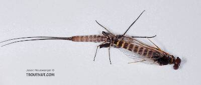 Mayfly Dun to Spinner Illustrated