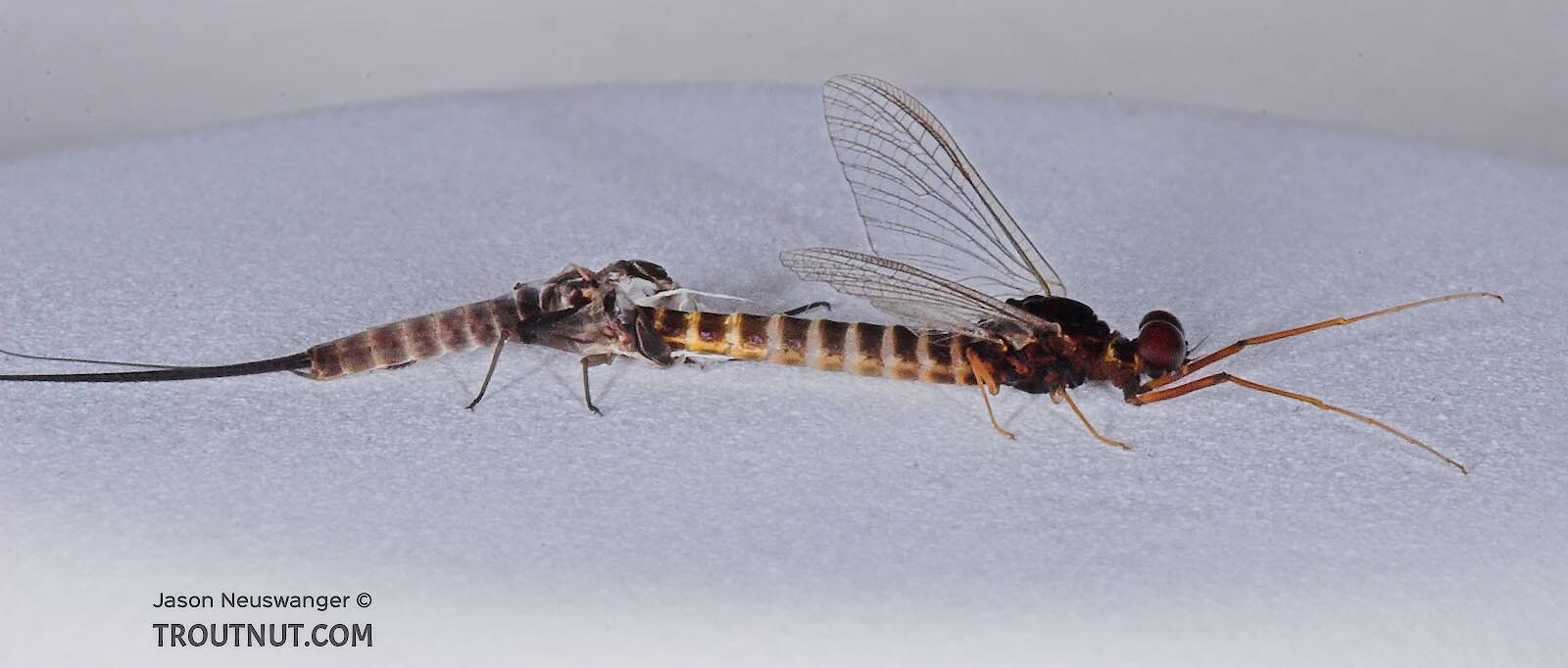 Mayfly Dun to Spinner Illustrated