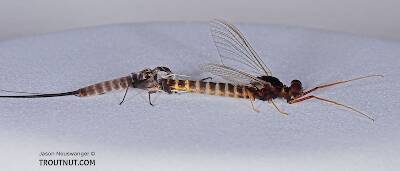 Mayfly Dun to Spinner Illustrated