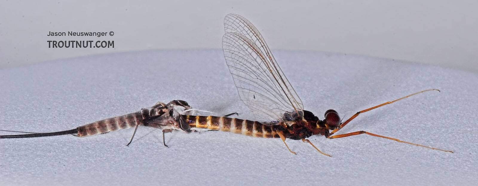 Mayfly Dun to Spinner Illustrated