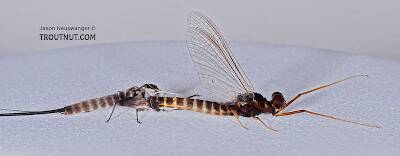 Mayfly Dun to Spinner Illustrated