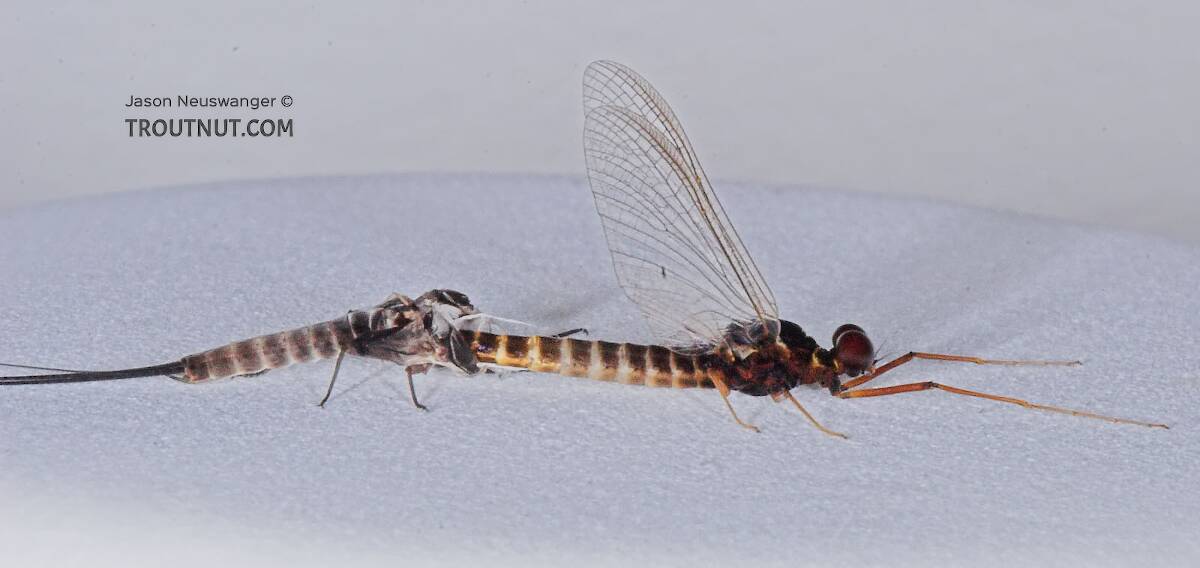 Mayfly Dun to Spinner Illustrated