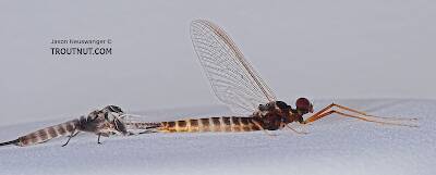 Mayfly Dun to Spinner Illustrated