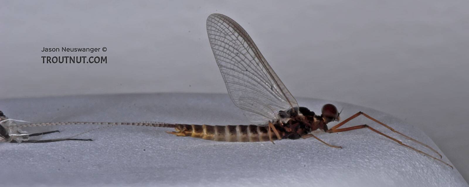 Mayfly Dun to Spinner Illustrated