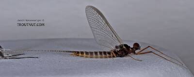 Mayfly Dun to Spinner Illustrated