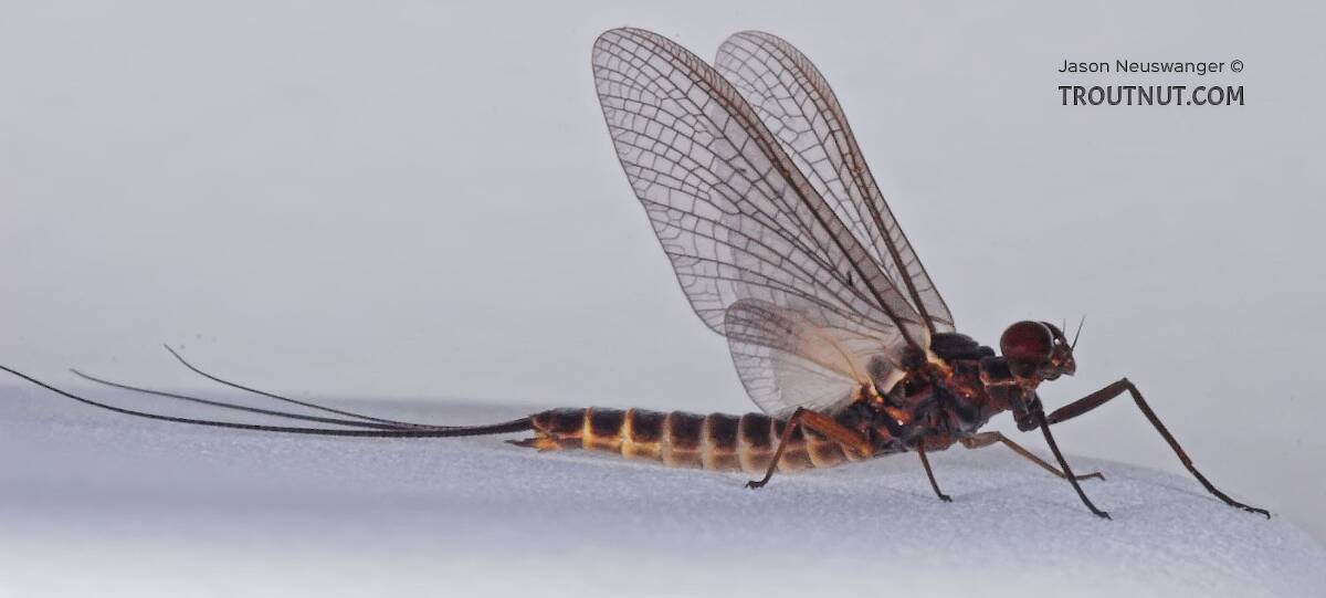 Mayfly Dun to Spinner Illustrated