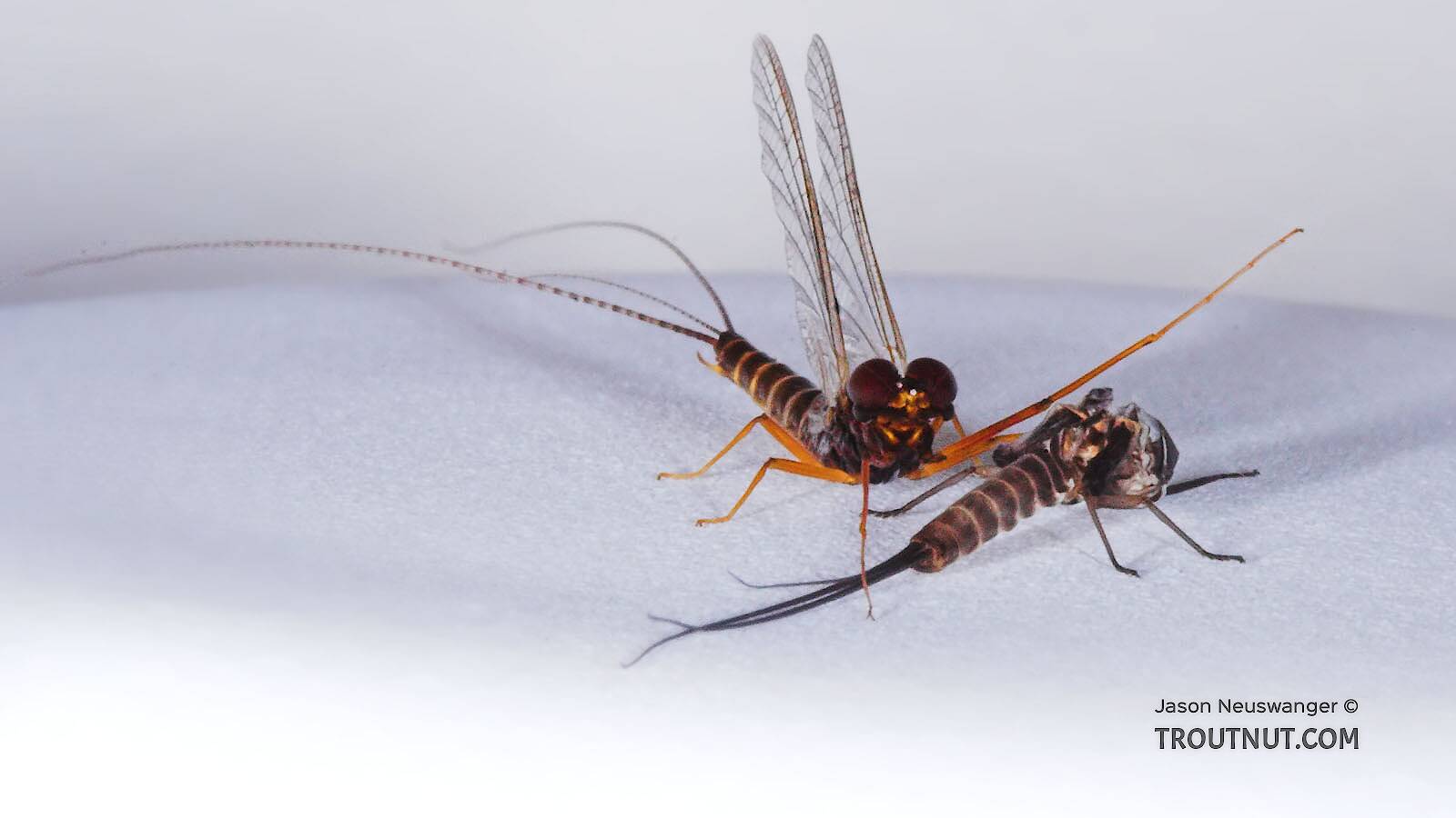 Mayfly Dun to Spinner Illustrated