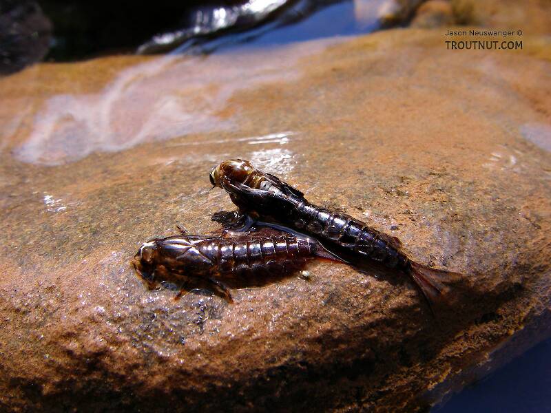An Isonychia Nymph Emerging