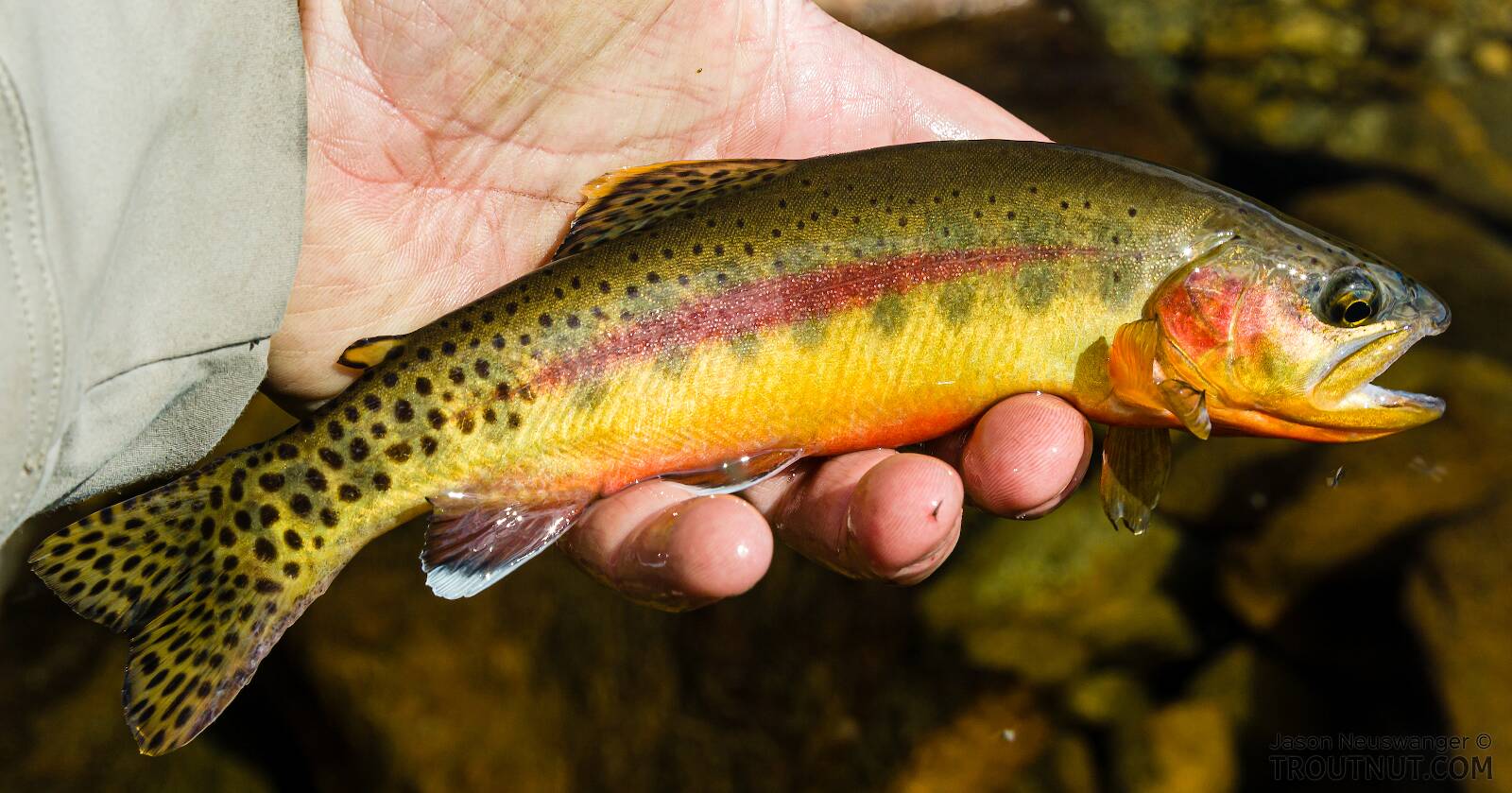 Troutnut's Best Pictures of Trout, Salmon, and Grayling