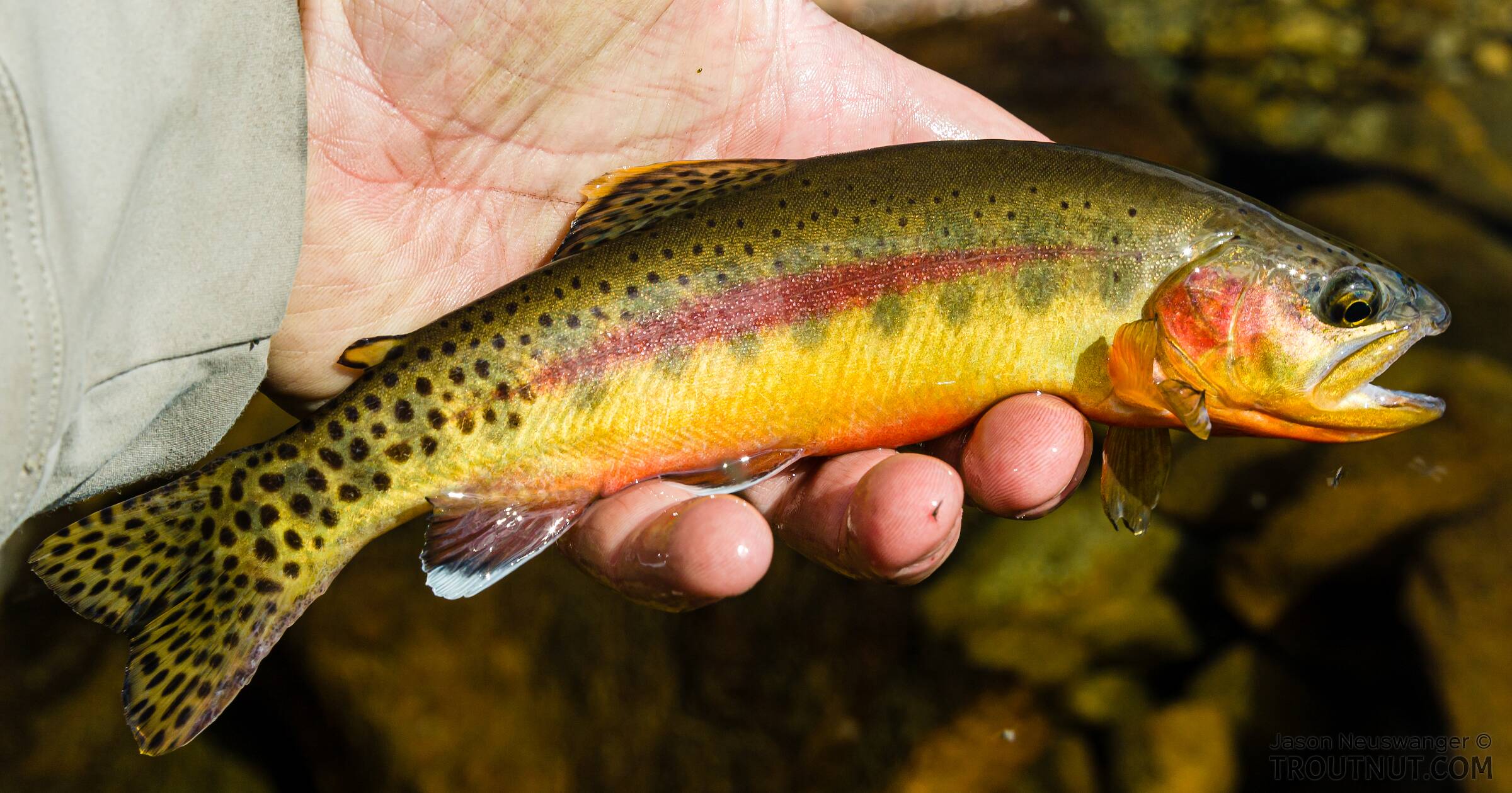 Troutnut's Best Pictures of Trout, Salmon, and Grayling