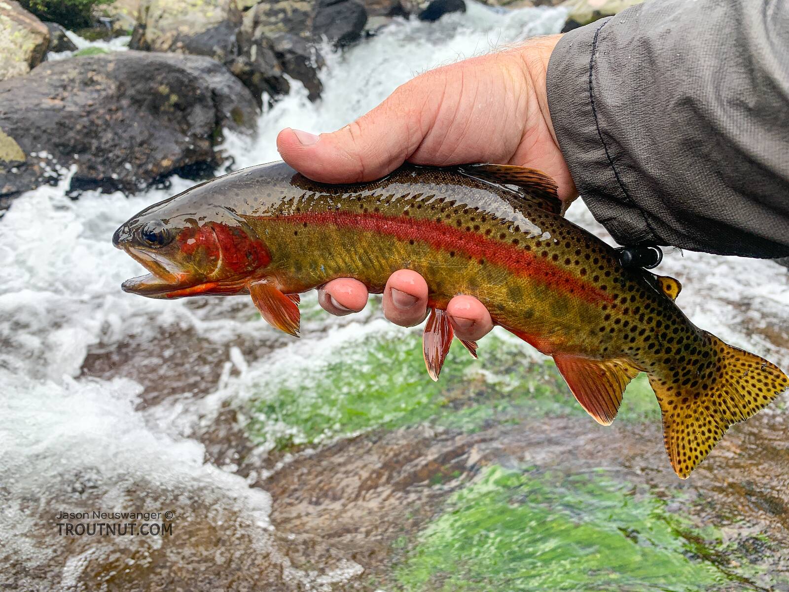 Troutnut's Best Pictures of Trout, Salmon, and Grayling