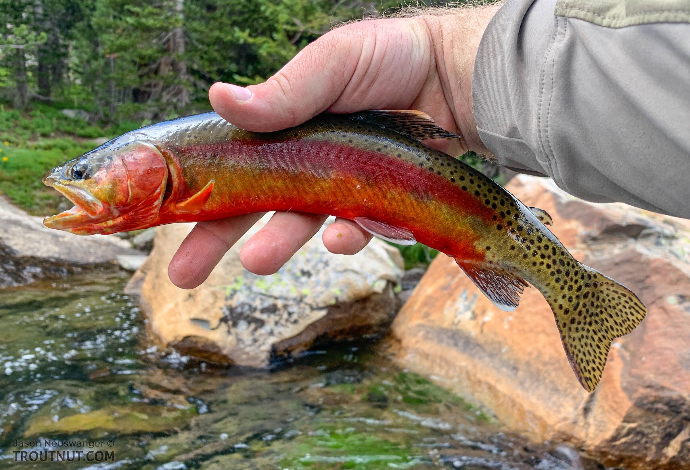 Troutnut's Best Pictures of Trout, Salmon, and Grayling