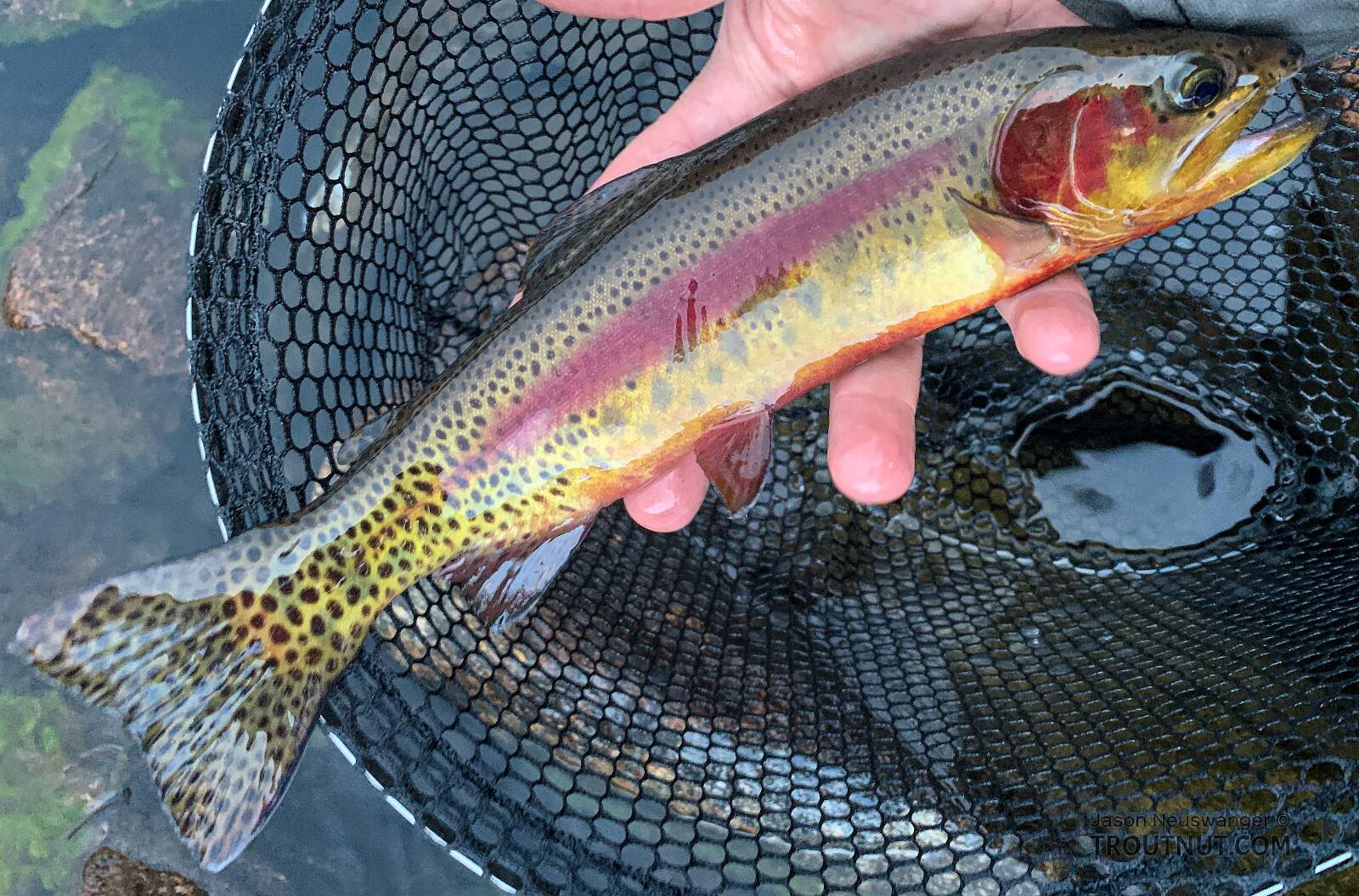 Troutnut's Best Pictures of Trout, Salmon, and Grayling