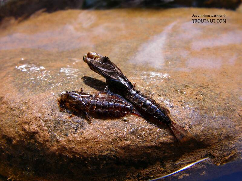 An Isonychia Nymph Emerging