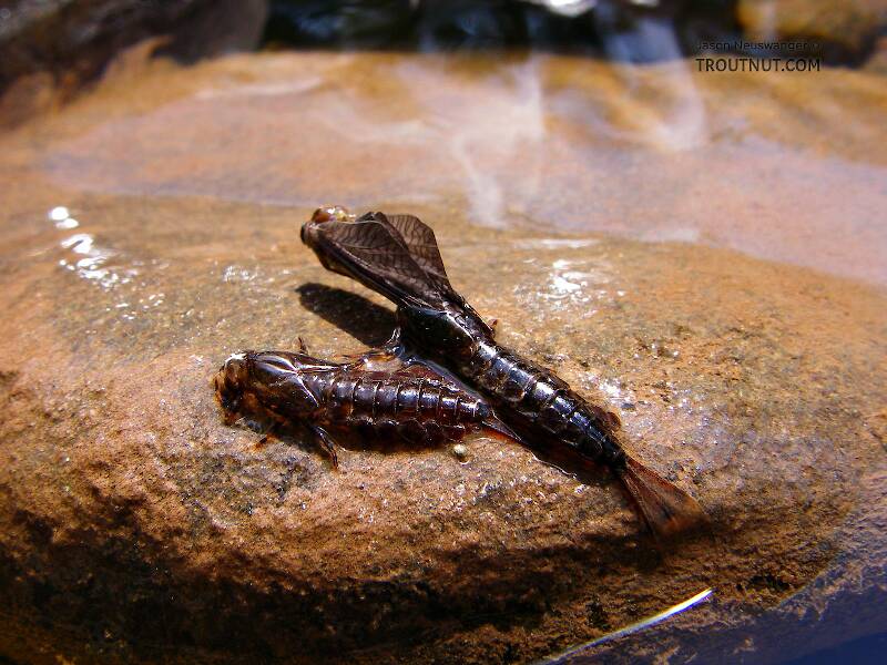 An Isonychia Nymph Emerging