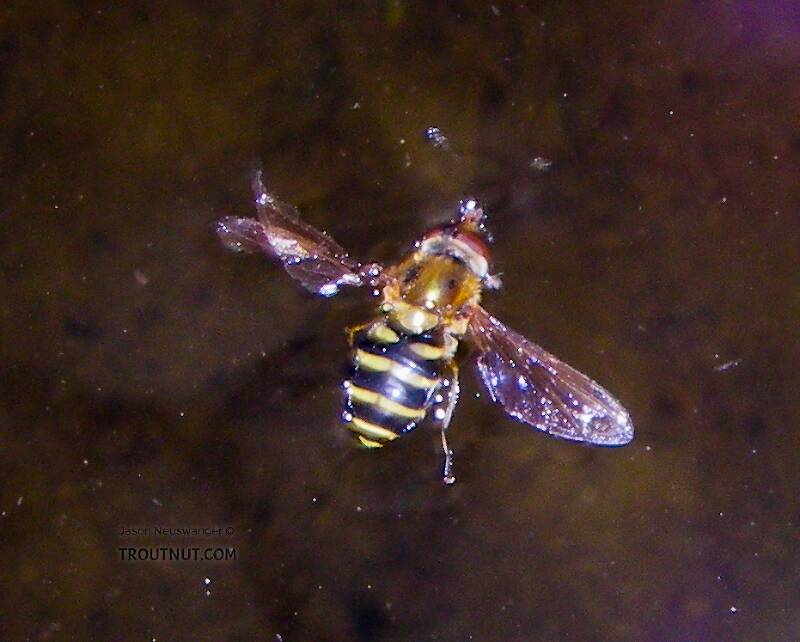 Insect Family Anthophila (Bees)