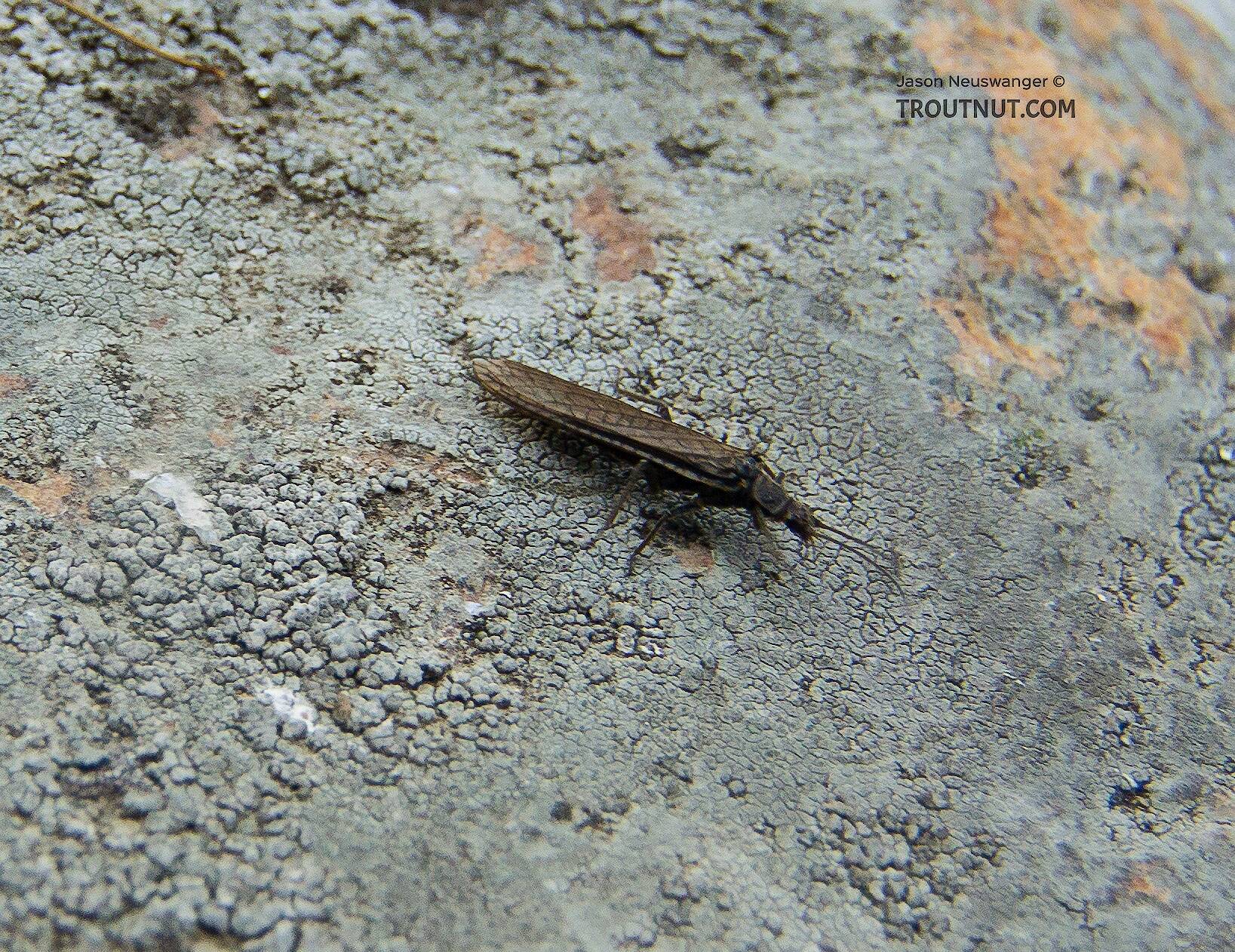 The Gulkana River, Alaska