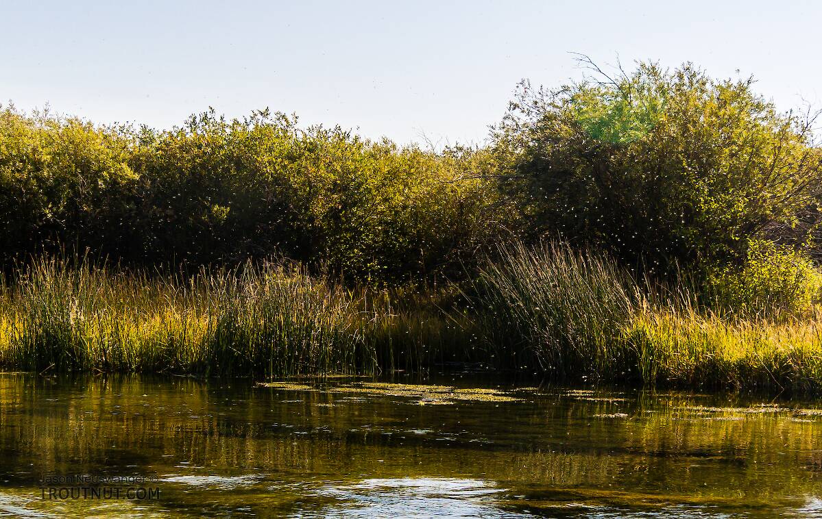 Mayfly Genus Tricorythodes (Tricos)