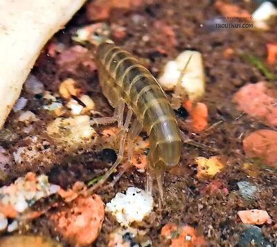 Arthropod Order Amphipoda (Scuds)