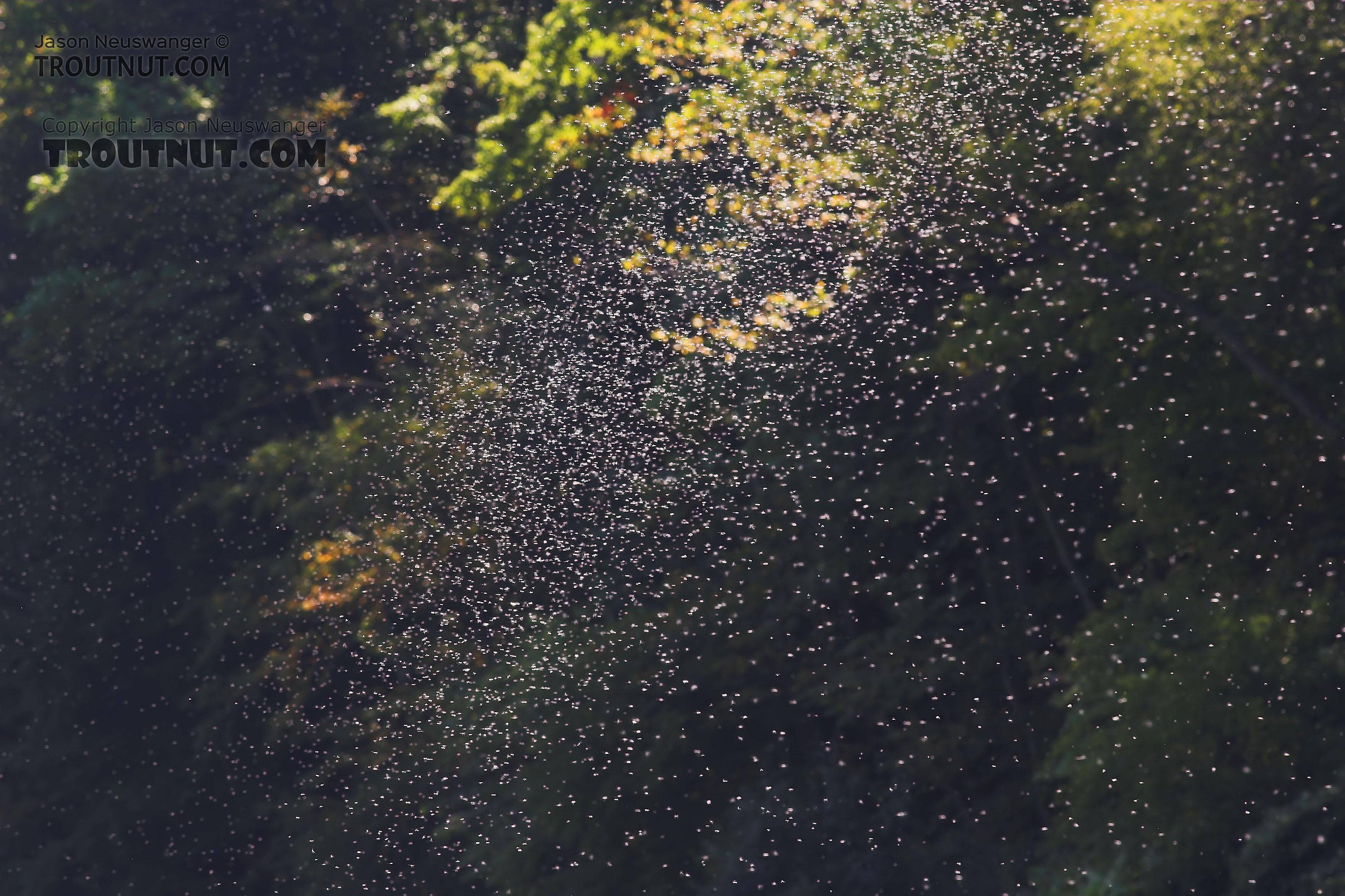 Mayfly Genus Tricorythodes (Tricos)