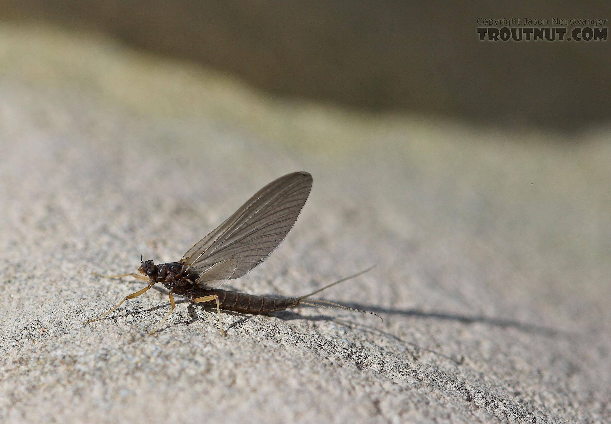 The Beaverkill River, New York