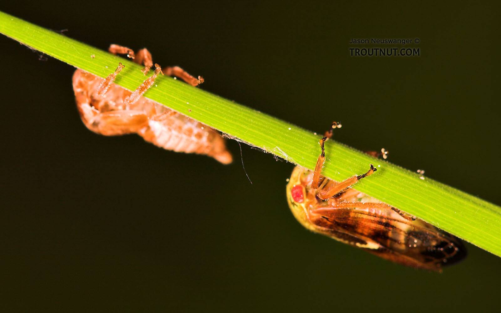 Insect Order Hemiptera (True Bugs)