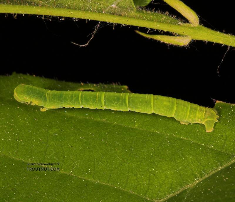Insect Order Lepidoptera (Moths)