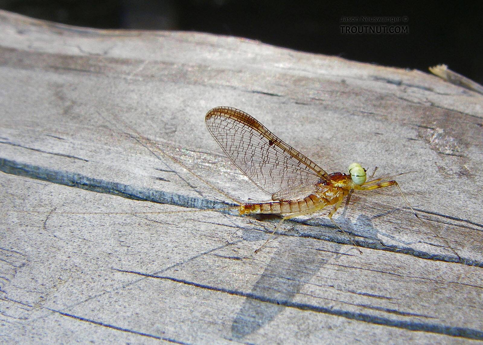 Mayfly Species Stenacron interpunctatum (Light Cahills)