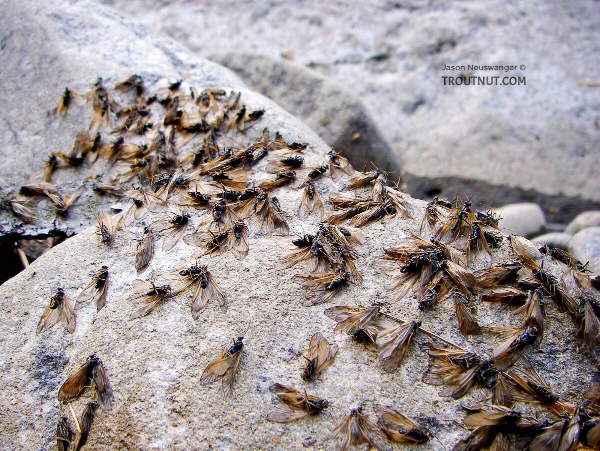 Caddisfly Genus Brachycentrus (Grannoms)